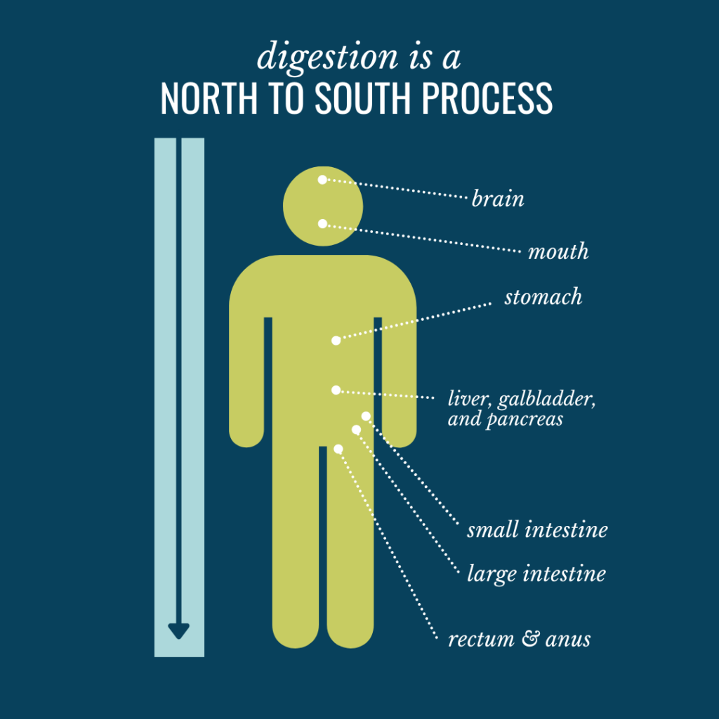 You Are What You Digest: 5 Strategies for supporting your digestive ...